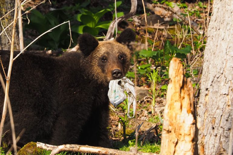ヒグマと生きるために（知床財団の活動）｜知床財団｜世界自然遺産「知床」にある公益財団法人